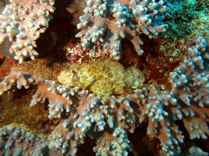 Stone-fish in an ambush stock image. Image of dive, vietnam - 19596203