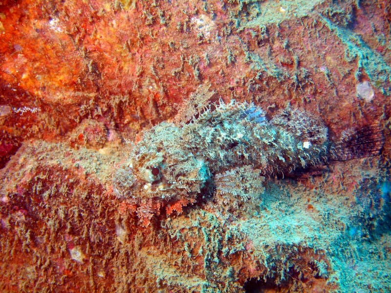 Stone-fish in an ambush stock image. Image of tropic - 20821703