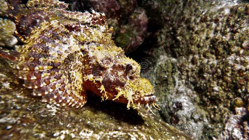 Stone Fish Camouflage on the Reef Stock Photo - Image of dive ...