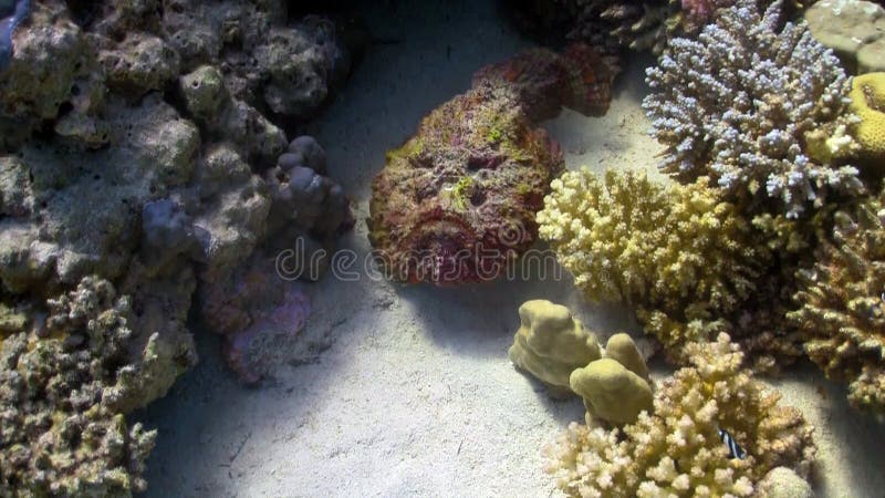 Stone fish on coral reef stock video. Video of yellow - 34759858