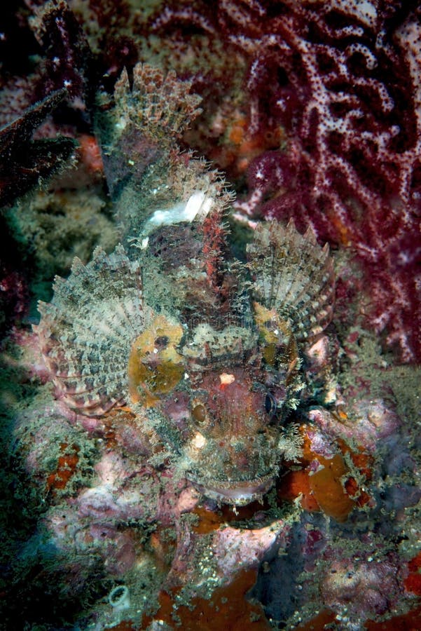Stone fish stock photo. Image of stonefish, tropical - 40704376