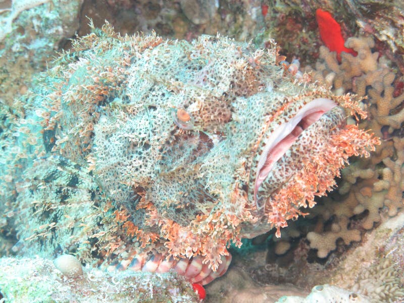 Stone fish stock image. Image of blue, diving, spot, pescado - 43014127