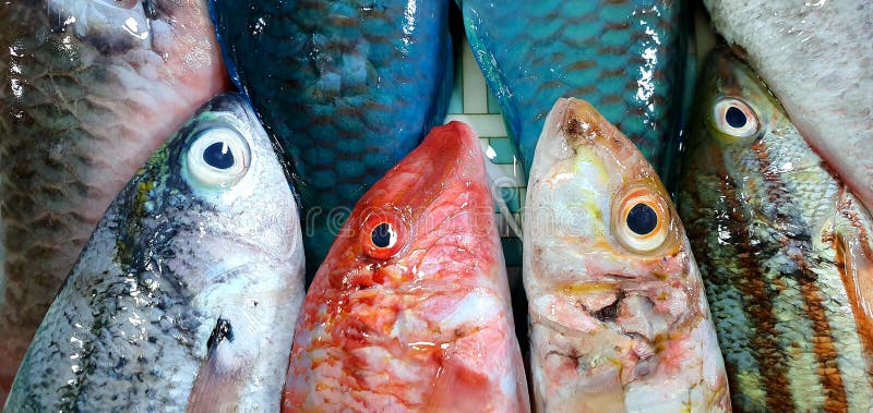 427 Philippine Marine Fish Stock Photos - Free & Royalty-Free Stock ...