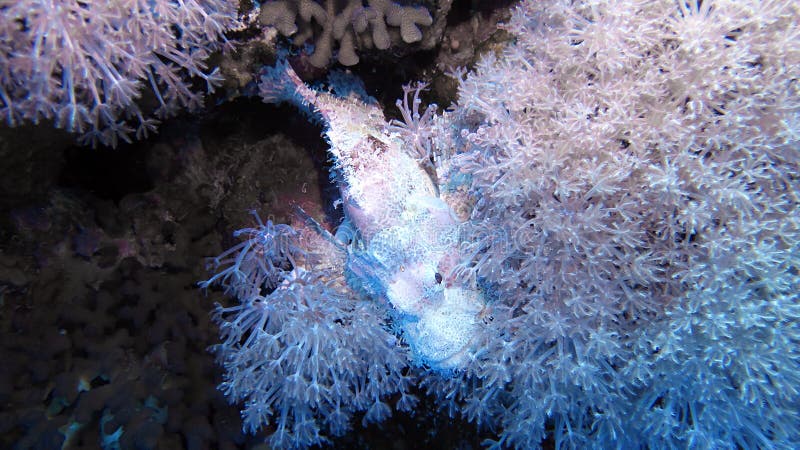 Stone Fish stock image. Image of redsea, life, diver - 74684245