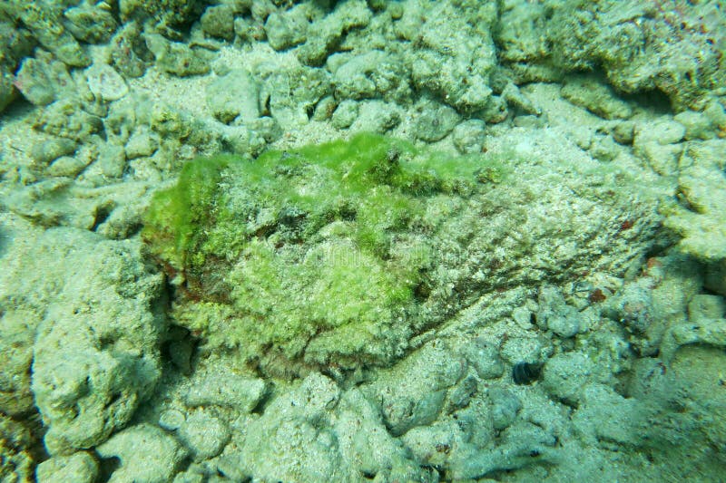 Stone fish in the Red Sea stock image. Image of tropical - 145021441