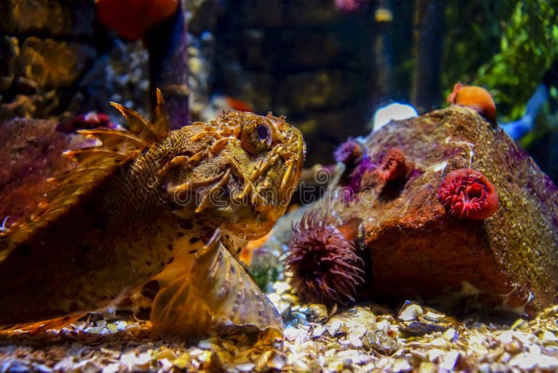 Stone fish stock photo. Image of sealife, food, stripes - 34546354