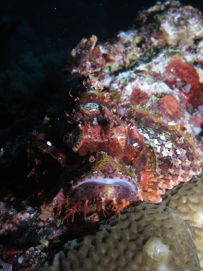Stone fish stock photo. Image of biak, underwater, stone - 102316732