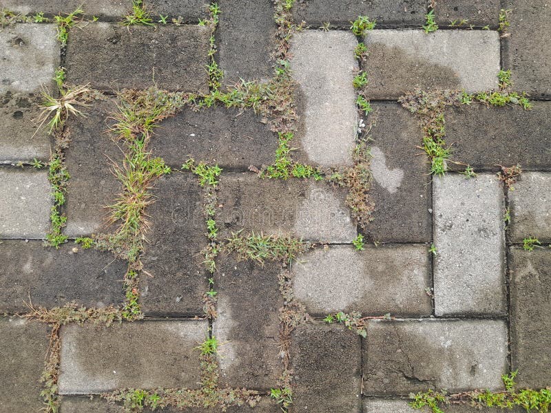 Stone Floor Pattern with Some Moss Stock Image - Image of moss, pattern ...