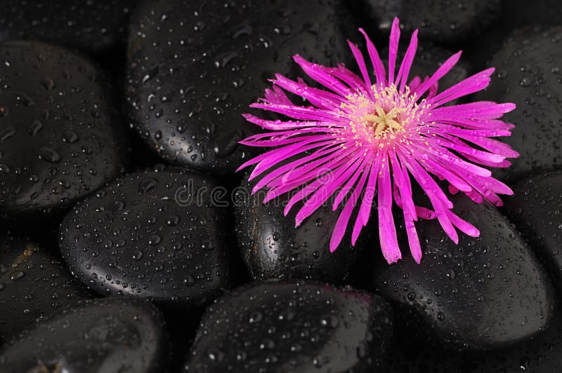 Stone and flower stock image. Image of black, nature, beautiful - 5204613