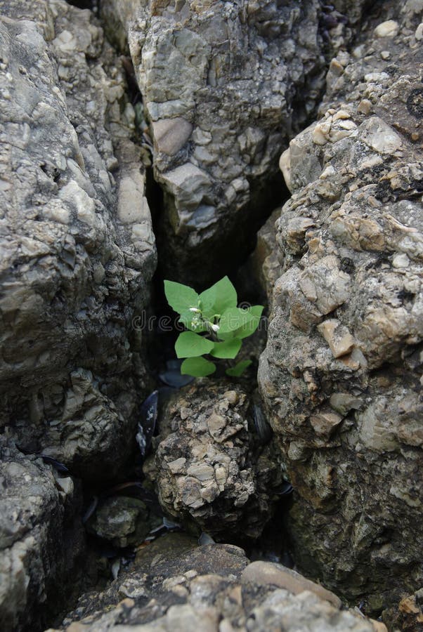 Stone Flower Picture. Image: 6767043