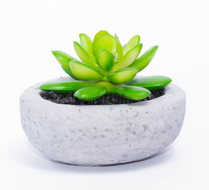 Little Stone flower stock image. Image of arid, closeup - 88854987