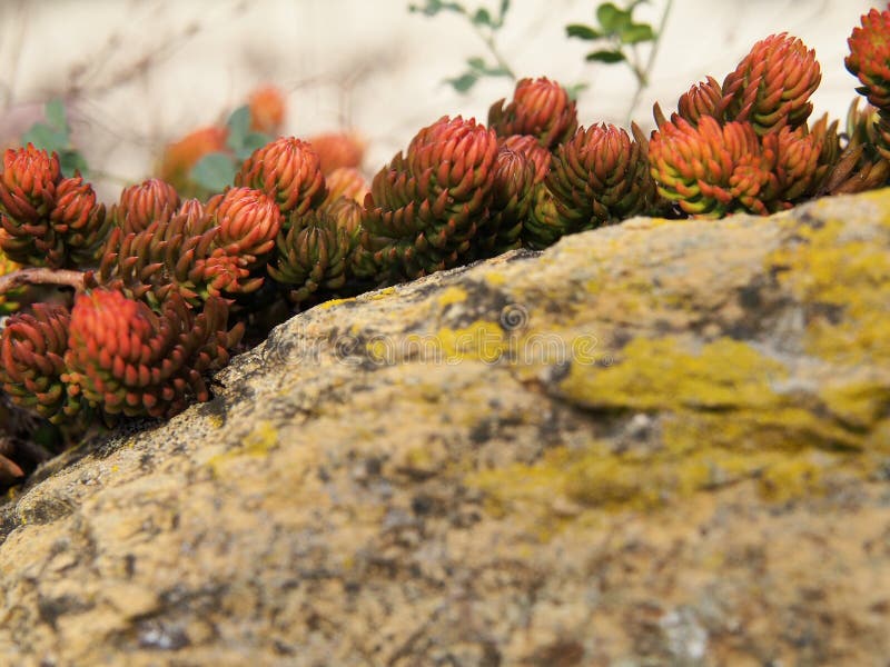 Stone flowers stock photo. Image of chlorophyll, mossnn - 49823398