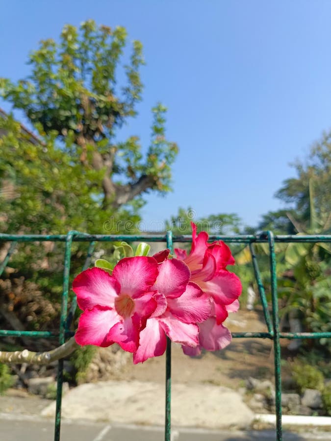Stone Flowers Bloom Beautifully in the Front Garden of the House Stock ...