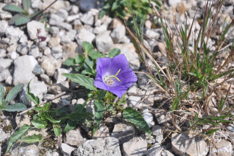 Stone flowers stock image. Image of stone, wildlife, leaf - 63112895