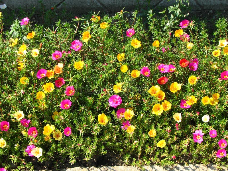 Stone flowers stock photo. Image of miss, century, eyes - 44635006