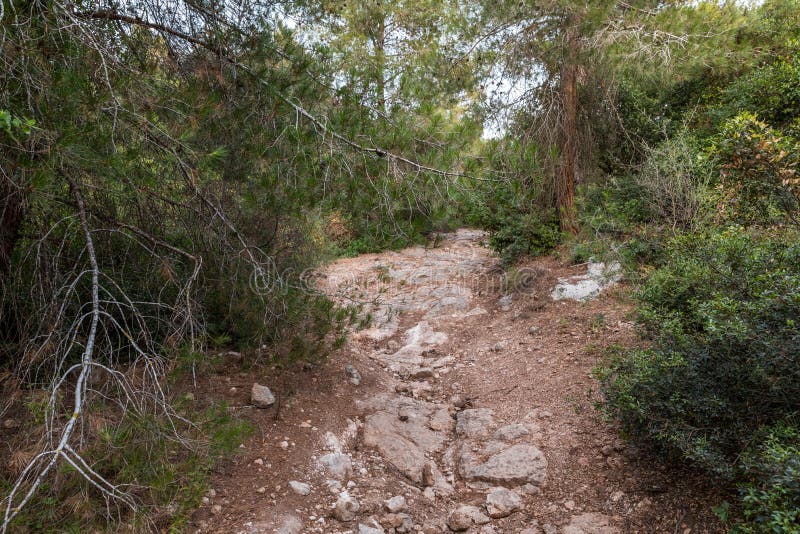 The Stone Footpath Leading through the Hanita Forest in Northern Israel ...