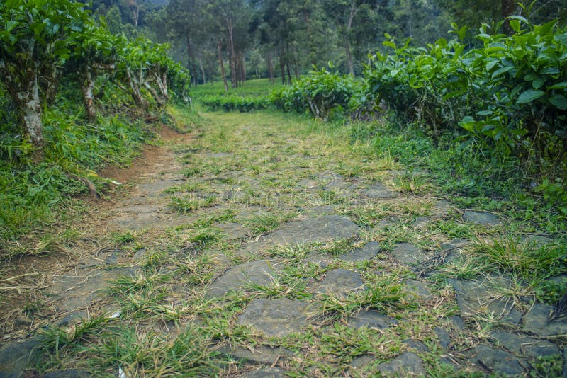Stone Footpath at the Tea Plantation Stock Image - Image of nature ...