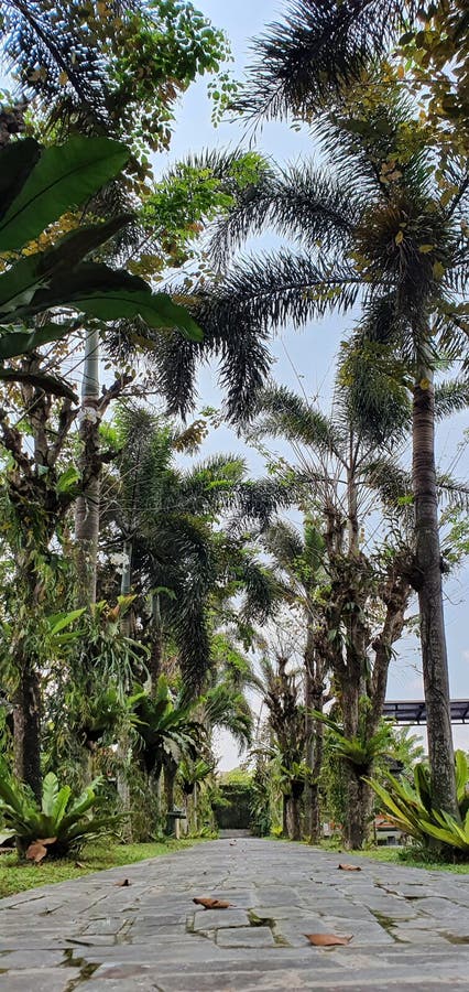 Stone Footpath with Trees Sideways Stock Image - Image of forest ...