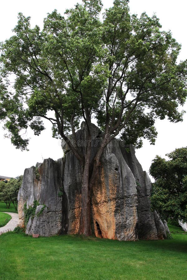 Stone forest stock image. Image of stone, outdoor, relax - 6412229