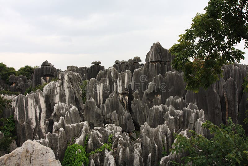 Stone Forest Picture. Image: 6413554