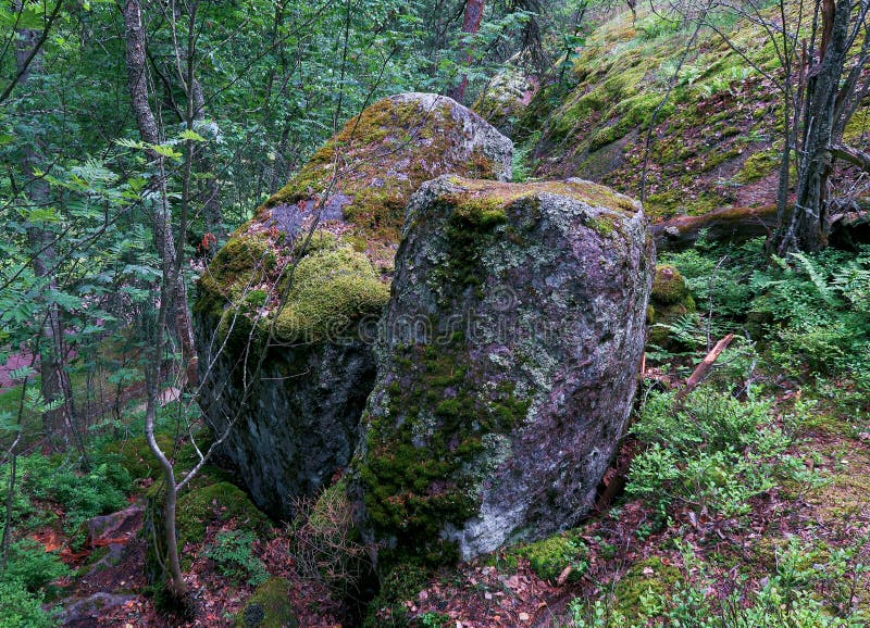 Stones in the Forest, Overgrown with Moss Stock Image - Image of ...