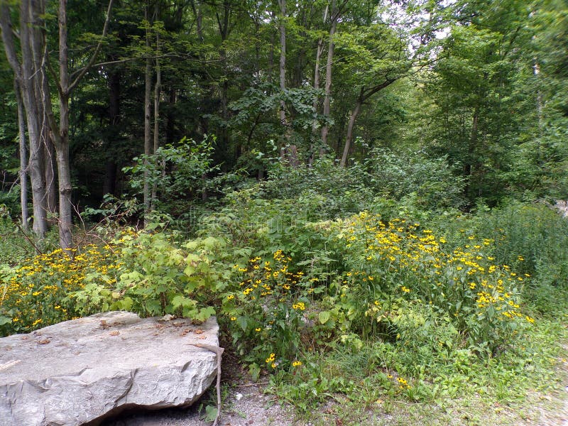 Stone in Forest stock photo. Image of forest, landscape - 255232536