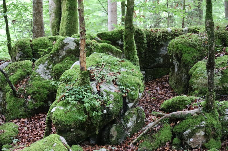 Stone Forest stock image. Image of mossy, mountains - 393330661