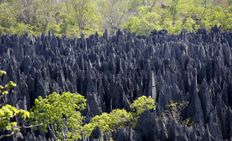 Stone Forest, Tsingy De Bemaraha, Calcareous Rock, Madagascar Stock ...