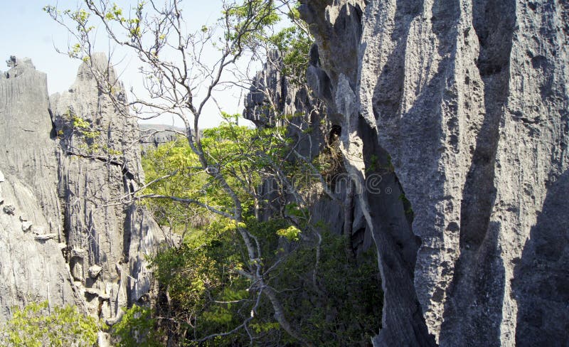 Stone Forest, Tsingy De Bemaraha, Calcareous Rock, Madagascar Stock ...