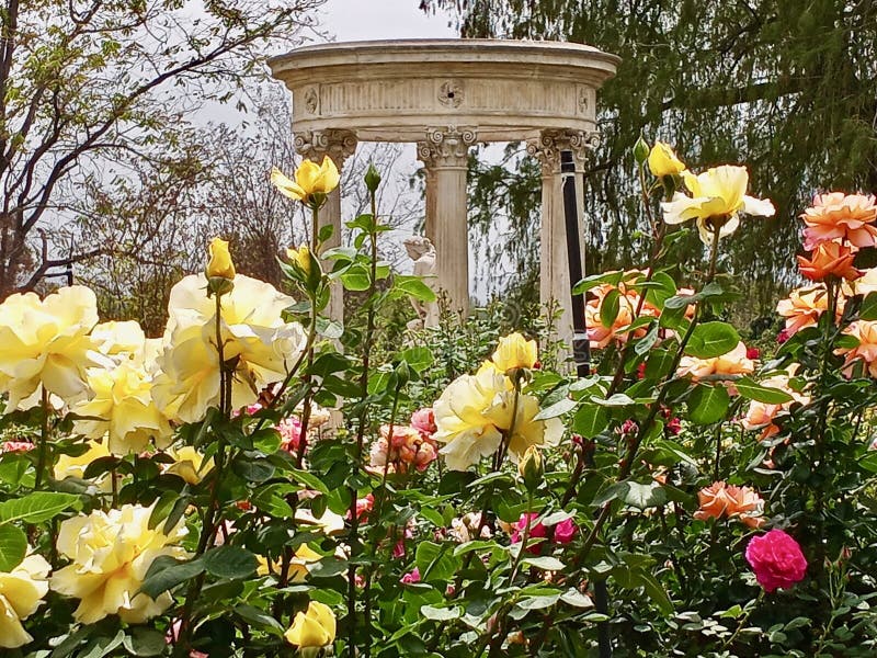 Stone Gazebo Surrounded by a Rose Garden. Stock Image - Image of ...