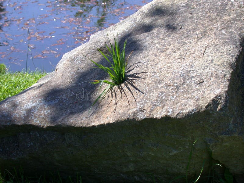 Stone Grass stock photo. Image of minerals, ponds, stones - 25690