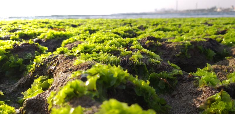 Stone grass stock photo. Image of stone, beach, grass - 131635398