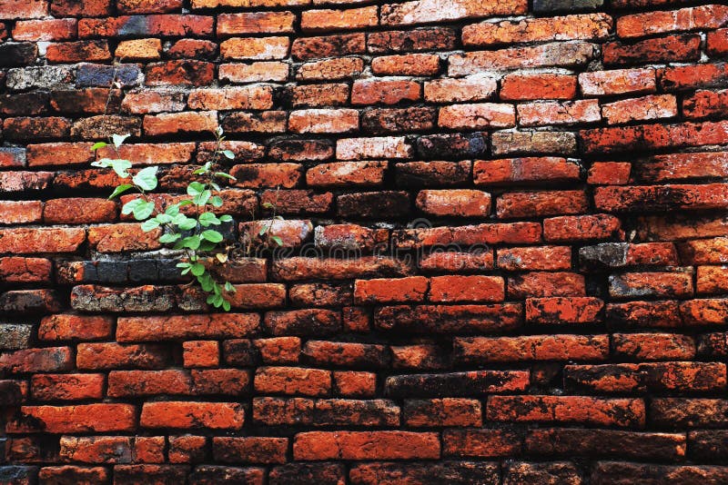 Stone and Green Plant Wall Texture Photo Stock Photo - Image of plant ...