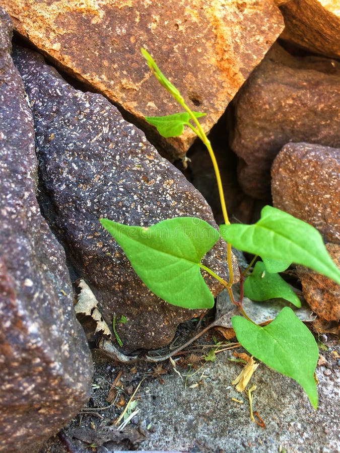 Stone & green plants stock image. Image of stone - 120003583