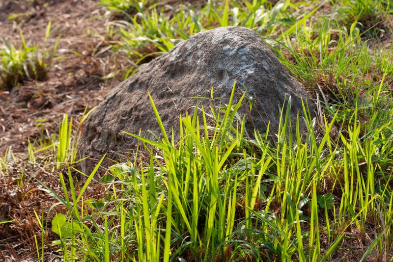 Stone on Ground Near Green Grass in Field 2 Dec 2006 Stock Photo ...
