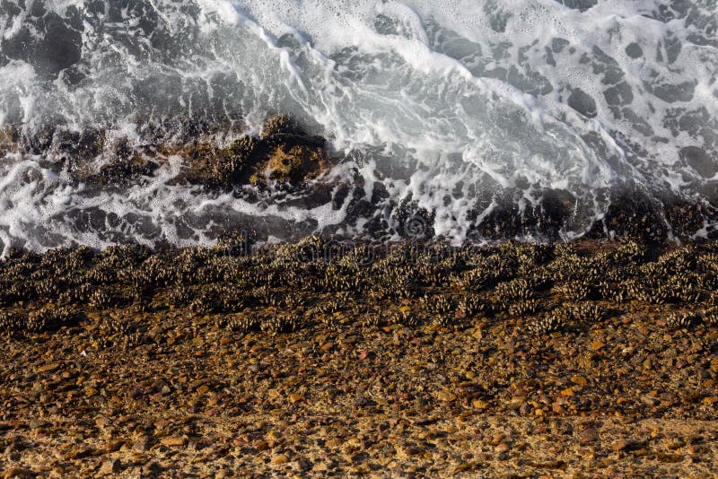 Stone Ground Near the Pacific Ocean with Water and Oysters Stock Image ...