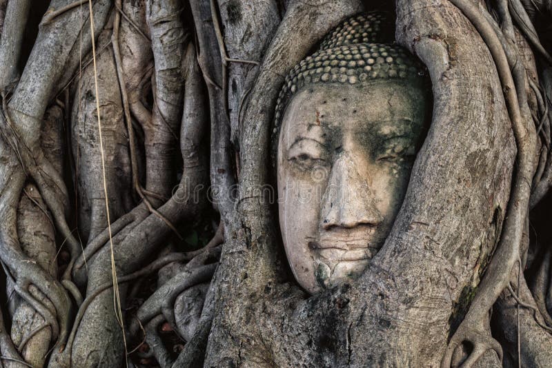 Stone Head Buddha in Tree Root Stock Photo - Image of sandstone ...