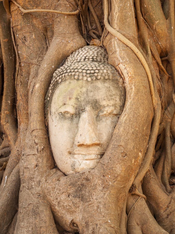 Stone Head in Tree Roots, Ayutthaya, Thailand Stock Photo - Image of ...