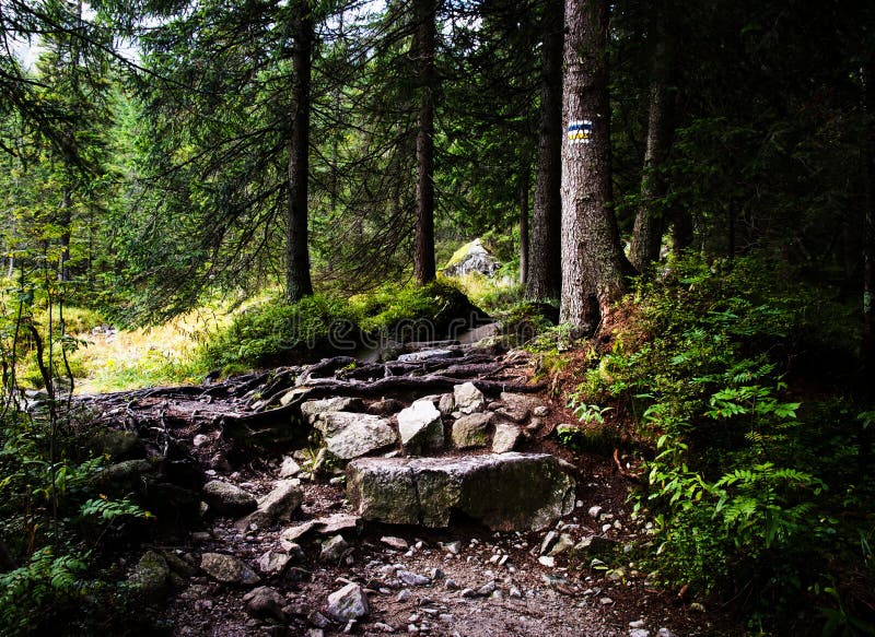 Hiking Trail Going Through The Woods Stock Photo - Image of nature ...