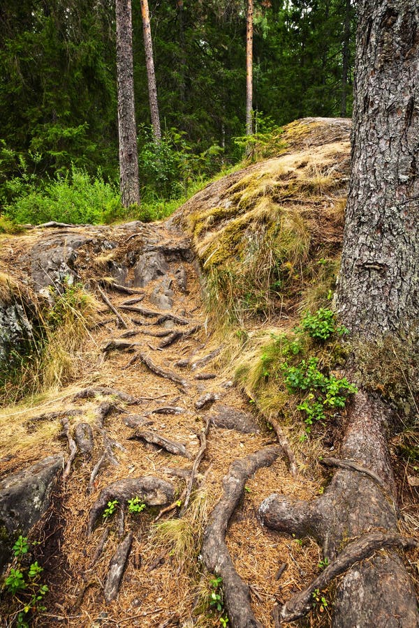 Stone Hill and Roots of Trees in Forest Stock Photo - Image of boulder ...