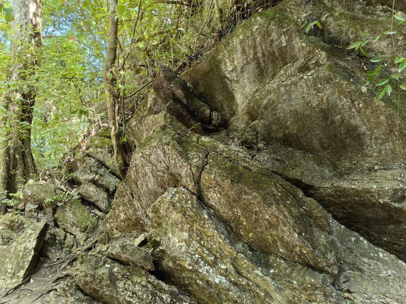 Stone in the Jungle stock image. Image of jungle, cartoon - 302538209