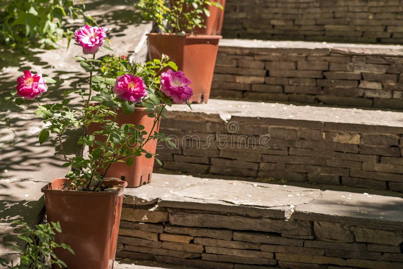 The Stone Ladder Decorated by Flowerpots with Red Roses Stock Photo ...