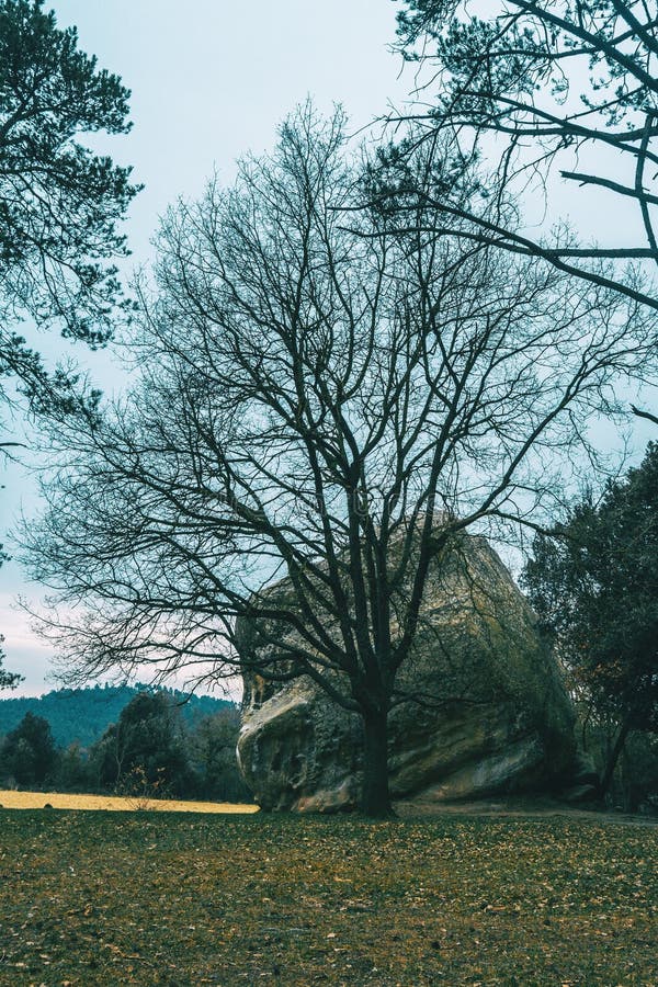 Stone with a Large Stone and a Tree without Leaves Stock Photo - Image ...