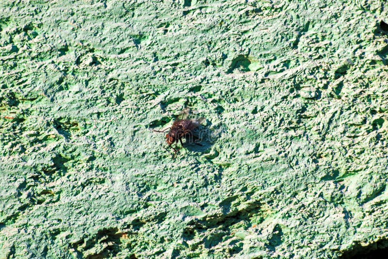 Stone Laying, Bricks, Shell Rock and Cement Coating Used in the ...