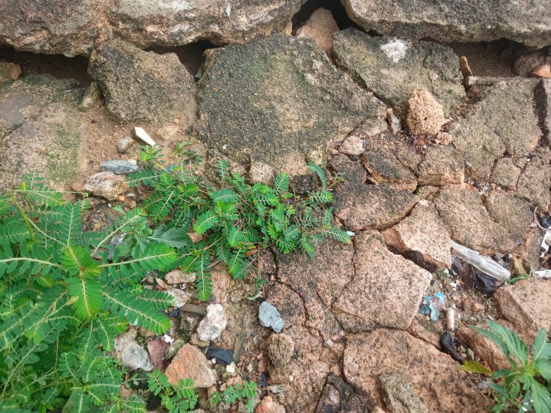 Stone leaf nature stock photo. Image of autumn, grass - 275804192
