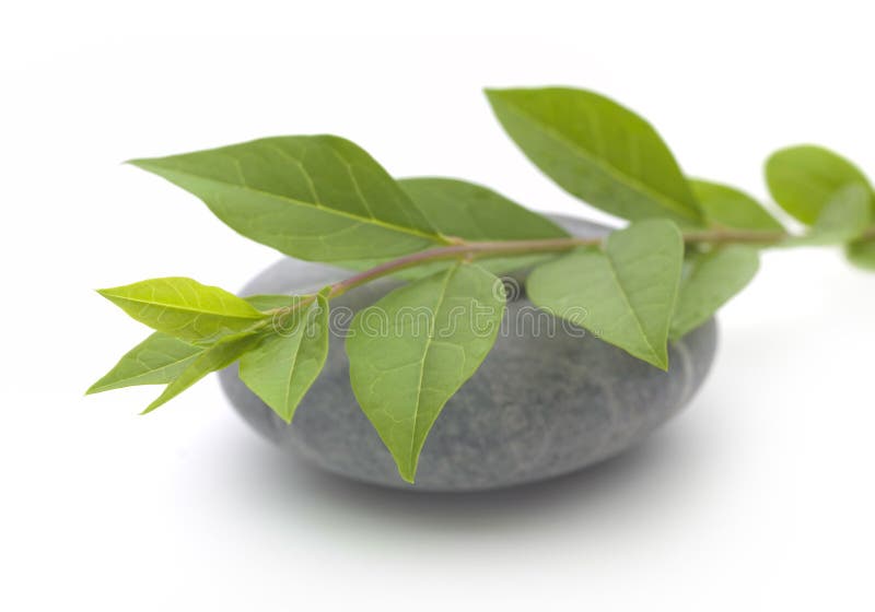 Stone and leaves stock image. Image of simple, gray, green - 21037045