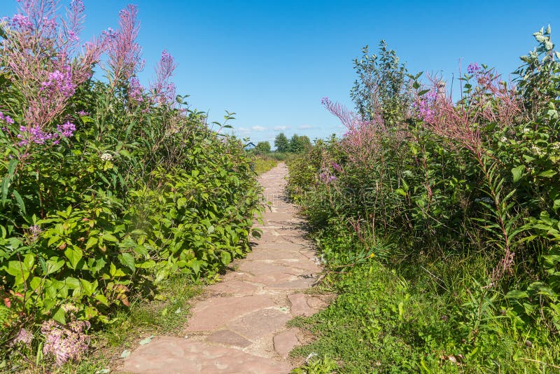 Stone-lined Path among the Pink Bushes of Ivan Tea Stock Image - Image ...