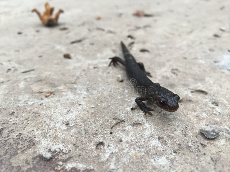 Stone Lizard stock photo. Image of monument, desert, ancient - 320766