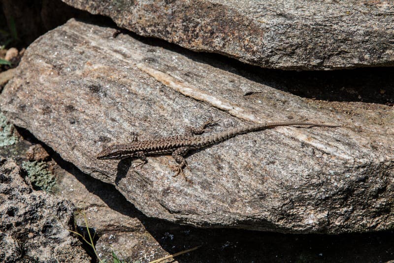 Lizard on the Stone in Summer Stock Photo - Image of blue, stone: 125317790