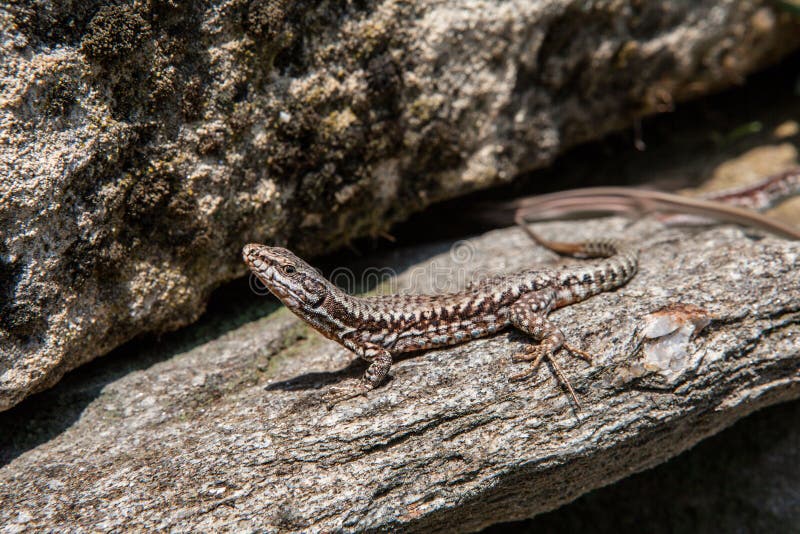 Lizard on the Stone in Summer Stock Image - Image of lizard, nature ...